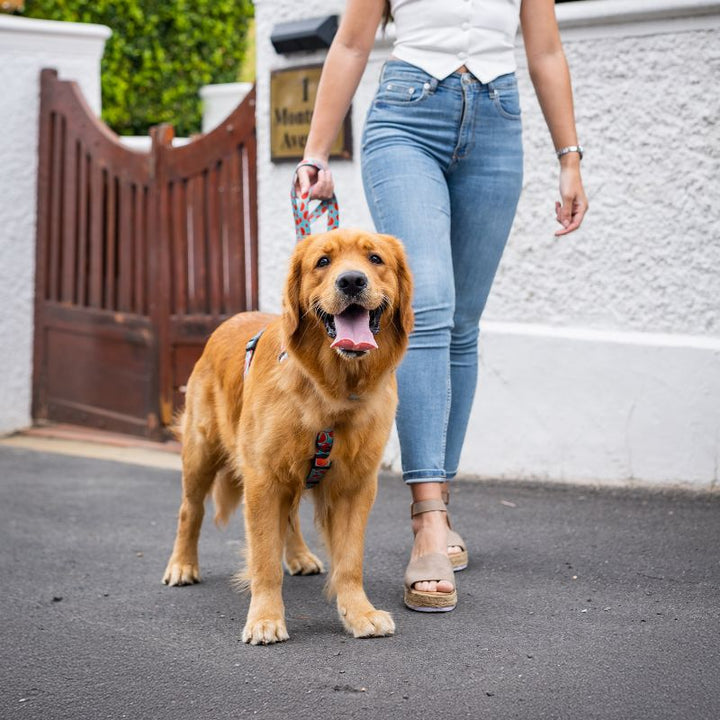Safe & comfortable dog walking gear - shop collars, harnesses, leads ...